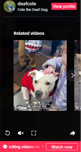 Deaf Therapy Dog Wins ASPCA National Dog of the Year Award – USA ...