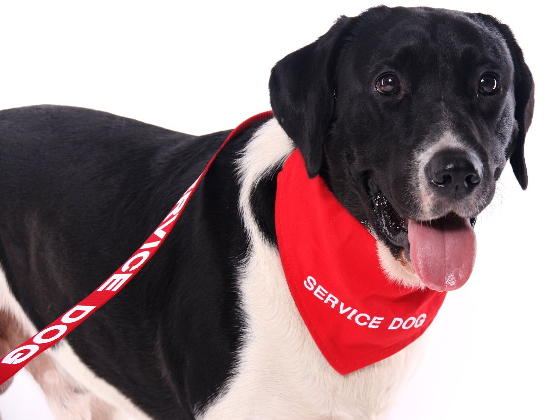 Service Dog Bandana, Service Scarf & Collar – USA Service Animal ...